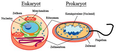 Eukaryoten Und Prokaryoten Im Vergleich