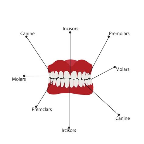 Mouth Labeled Tooth Charts