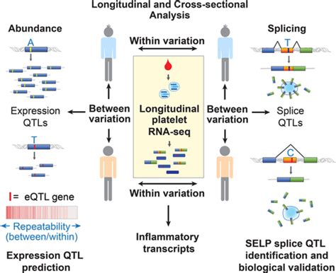 longitudinal rna seq analysis of the repeatability of gene expression and splicing in human