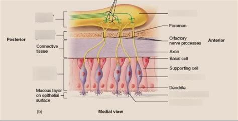 Olfactory Epithelium And Bulb Diagram Quizlet