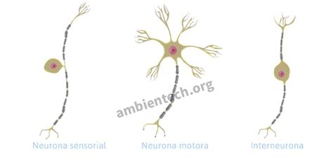 Qué es la neurona Glosario de ciencias Ambientech