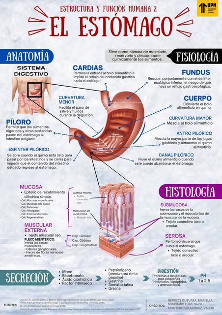 Estómago anatomía fisiología histología y secreción Katherine