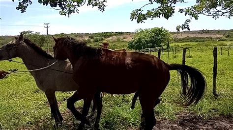 égua Matando Cavalo Coice BRAINCP