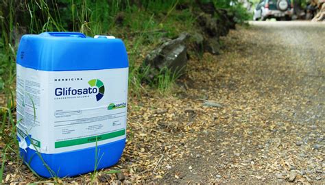 Contin A La Guerra Del Glifosato El Herbicida M S Pol Mico