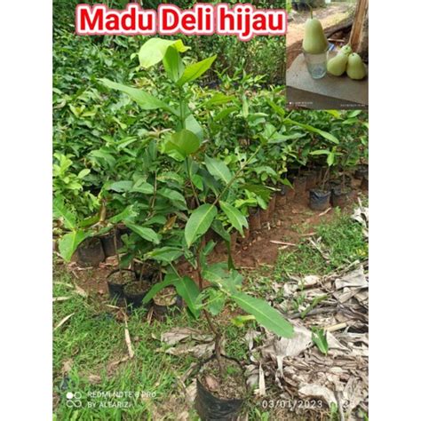 Jual Bibit Jambu Madu Deli Hijau Rimbun Shopee Indonesia