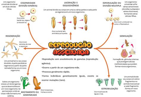 Mapa Mental Reprodu O Dos Seres Vivos Fdplearn