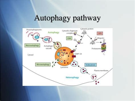 PPT Intracellular Protein Degradation The Lysosome And Ubiquitin