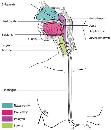 The Mouth Pharynx And Esophagus Anatomy And Physiology II
