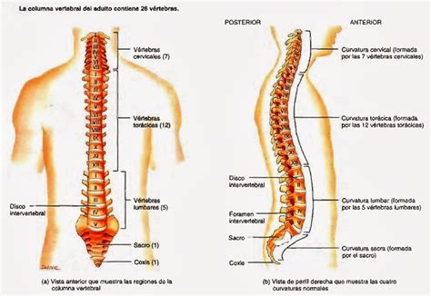 Columna vertebral y sus articulaciones Anatomía humana general