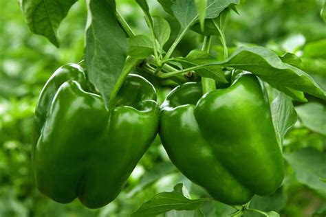 How To Fertilize Peppers Secrets To Get Pepper Plants Growing