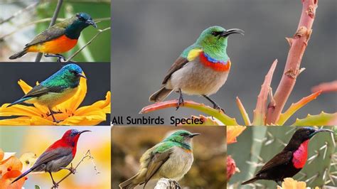 All Sunbird Species Types Of Sunbird Sunbird Spiderhunters YouTube