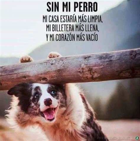 IMÁGENES de PERROS con Frases para Whatsapp y Mas Perros frases