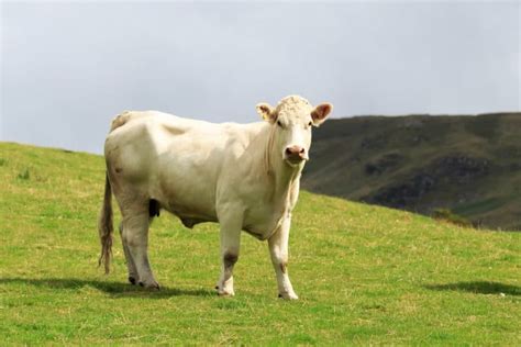 Different Types Of Cows From Around The World Chart