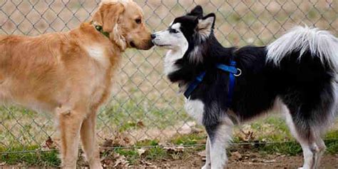 Soñar con perros peleando que significa Significado de los
