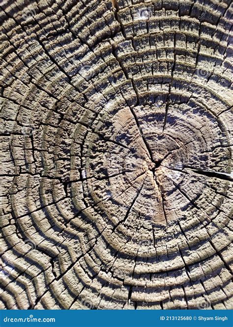 Brown Cross Section Of Tree Trunk Stock Photo Image Of Brown