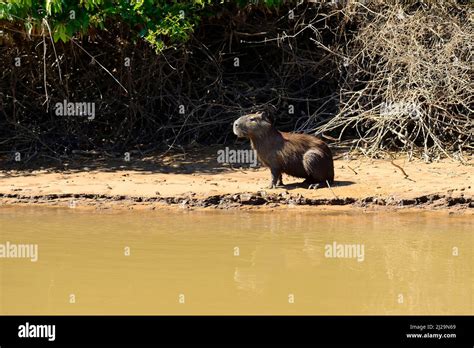 Capybara Hydrochoerus Hydrochaeris On The Riverbank Pantanal Mato