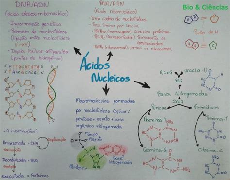 Mapa Mental Cidos Nucleicos Dna E Rna Mapa Mental Fich Rios Escolares