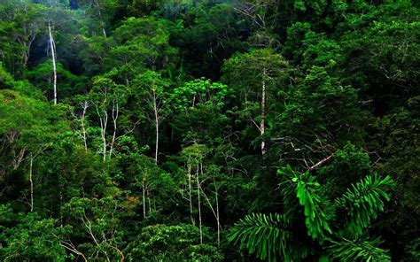 Rainy Forest Wallpapers 4k HD Rainy Forest Backgrounds On WallpaperBat