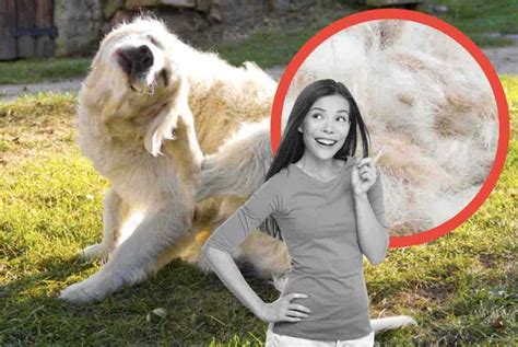 Se il tuo cane si gratta non é sempre colpa delle pulci guarda bene