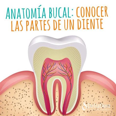 Qué es y en qué consiste una endodoncia Clínica dental Madrid