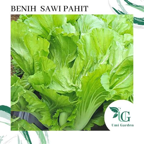 Jual 15 Biji Benih Sawi Pahit Majapahit Sayuran Berkualitas Unggul