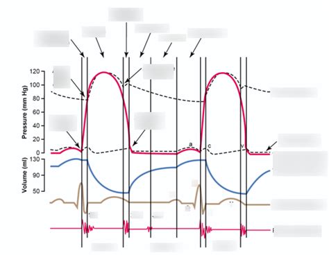 Cardiac Cycle Wigger S Diagram Diagram Quizlet