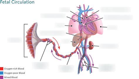 Fetal Circulation Part Diagram Quizlet