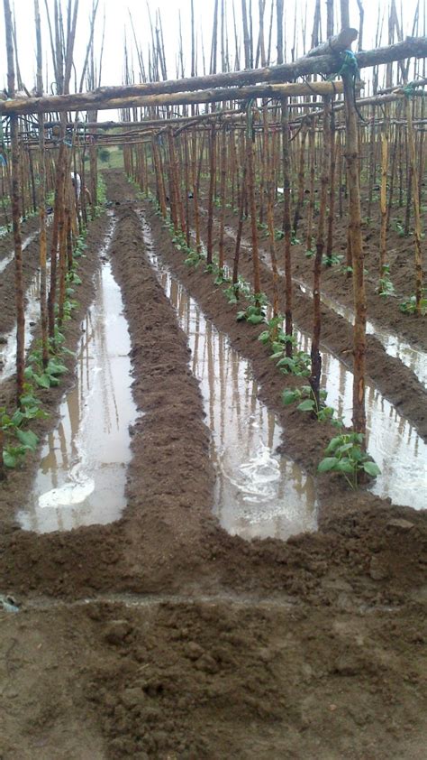 Fases De Cultivo El Judión De La Granja