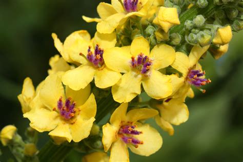 12 fleurs à couper le souffle qui commencent par un V Guide complet