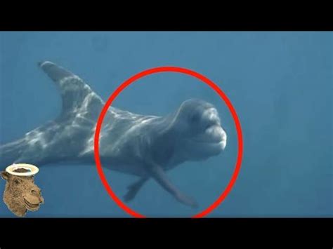 5 Dinosaurios Captados En Cámara Y Vistos En La Vida Real FunnyCat TV