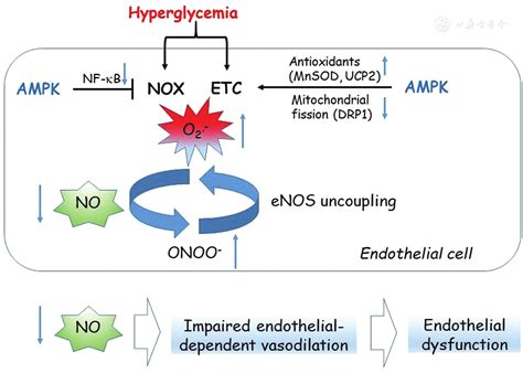 Adenosine Monophosphate Activated Protein Kinase Oxidative Stress And