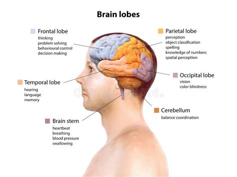 Brain Stock Illustration Illustration Of Graphic Anatomical 72157914