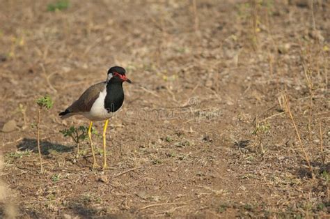 Red Wattled Lapwing Vanellus Indicus Hiran River Sasan Stock Image