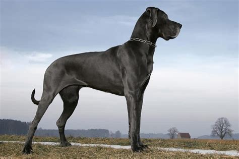 Razas De Perros Para Nia Aaos