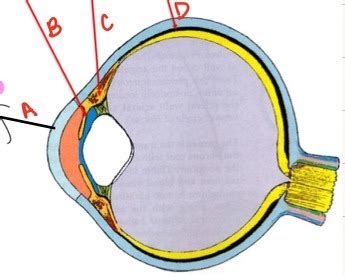 A Eye Flashcards Quizlet
