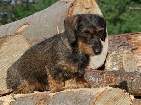 Yorkshire Croisé avec une Autre Race Bichon Chihuahua