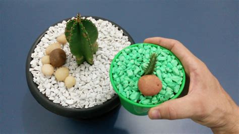 Como plantar Mudas de Cactos do começo ao fim YouTube