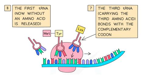 Edexcel A SNAB A Level Biology 复习笔记2 3 2 Translation 翰林国际教育