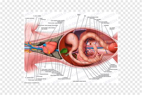 Anatomy Ventraal Organ Abdomen Thorax Human Anatomy Png Pngegg