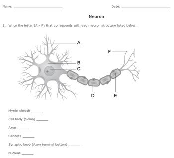 Label The Parts Of A Neuron Worksheet