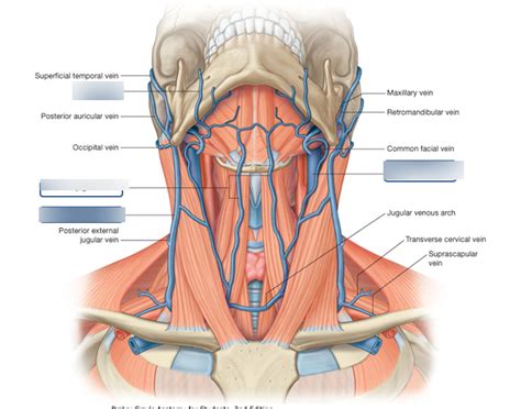 Quiz 2 Neck Veins Diagram Quizlet