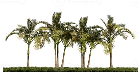 Imagen De Renderizado 3ds De La Vista Frontal De Palmeras En El Campo