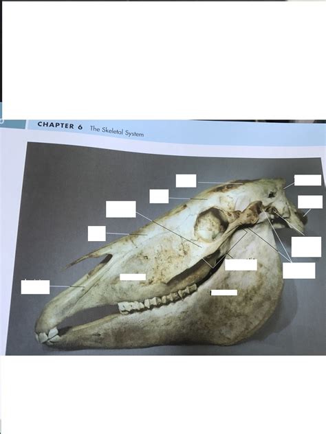 Lateral Equine Skull Diagram Quizlet