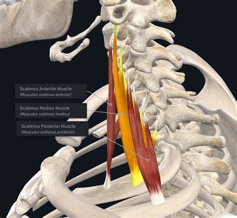 Axial Muscles Torso And Abdomen Flashcards Quizlet
