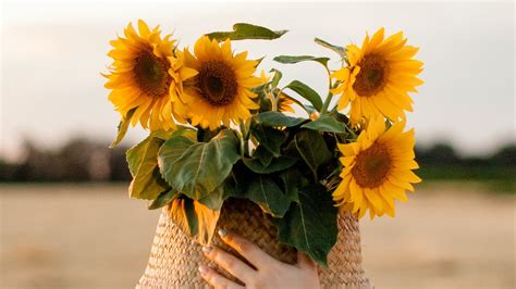 Cómo cultivar girasoles en casa todos los cuidados y el mantenimiento