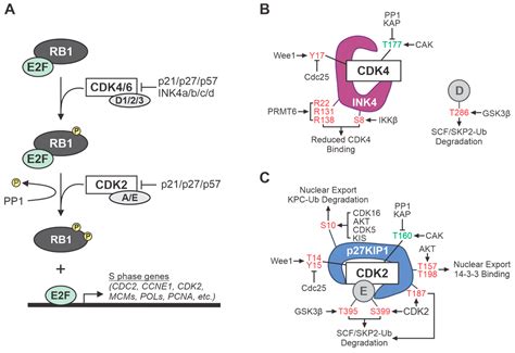IJMS Free Full Text CDKs In Sarcoma Mediators Of Disease And