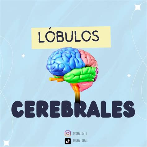 Lóbulos Cerebrales Andrea Deras uDocz