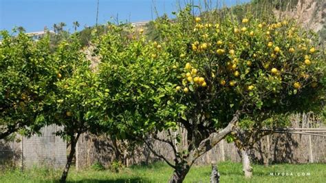 Cómo podar un árbol para que no crezca más Guía completa