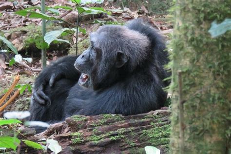 3 Day Chimpanzee Trekking Safari In Kibale Forest