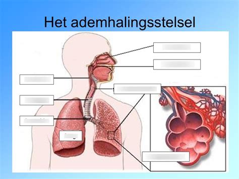 Biologie H1 Ademhalingsstelsel Diagram Quizlet